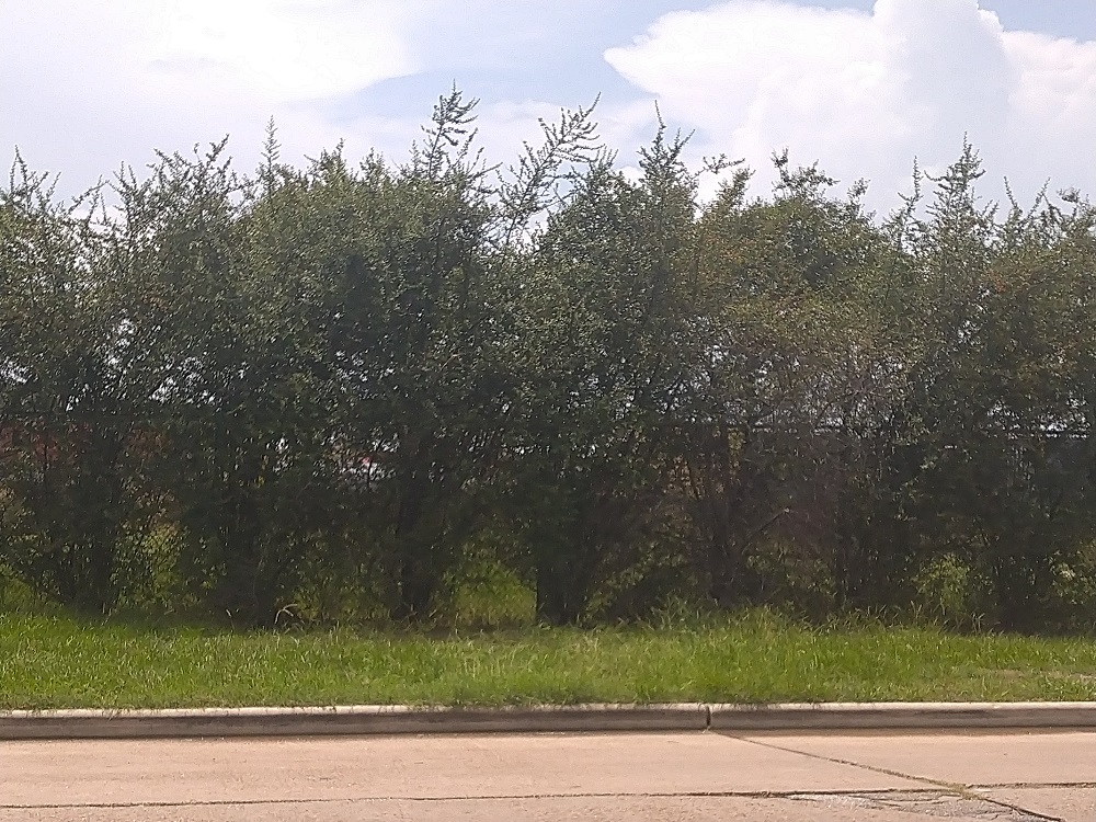 HEDGE STYLES - Thornscapes